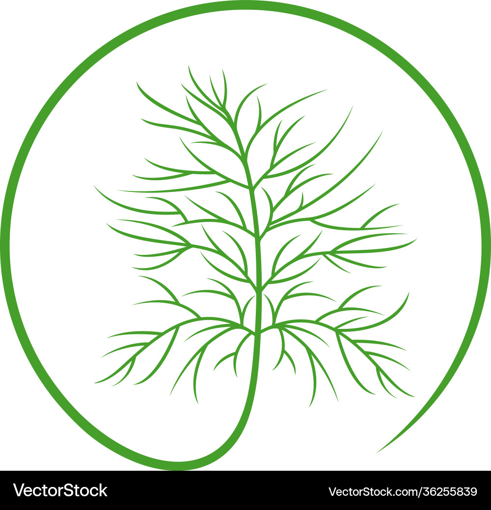 Dill Royalty Free Vector Image - VectorStock