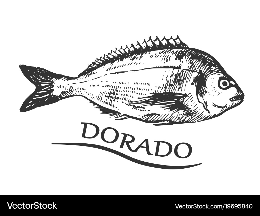Bream Royalty Free Vector Image - VectorStock