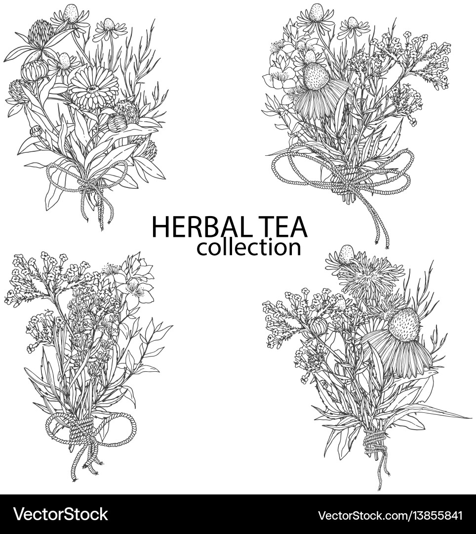 Four bouquets composed of medicinal herbs Vector Image