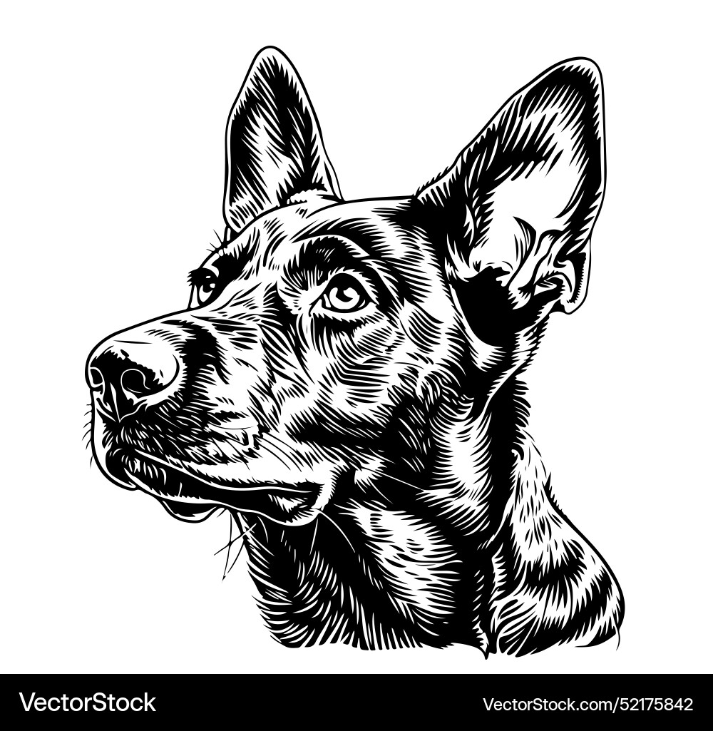 Australian kelpie dog Royalty Free Vector Image