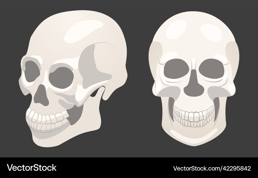 Human skulls Royalty Free Vector Image - VectorStock