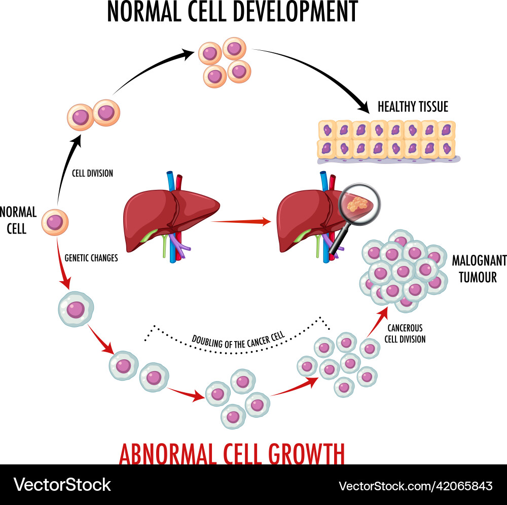 Diagram showing normal cell development Royalty Free Vector