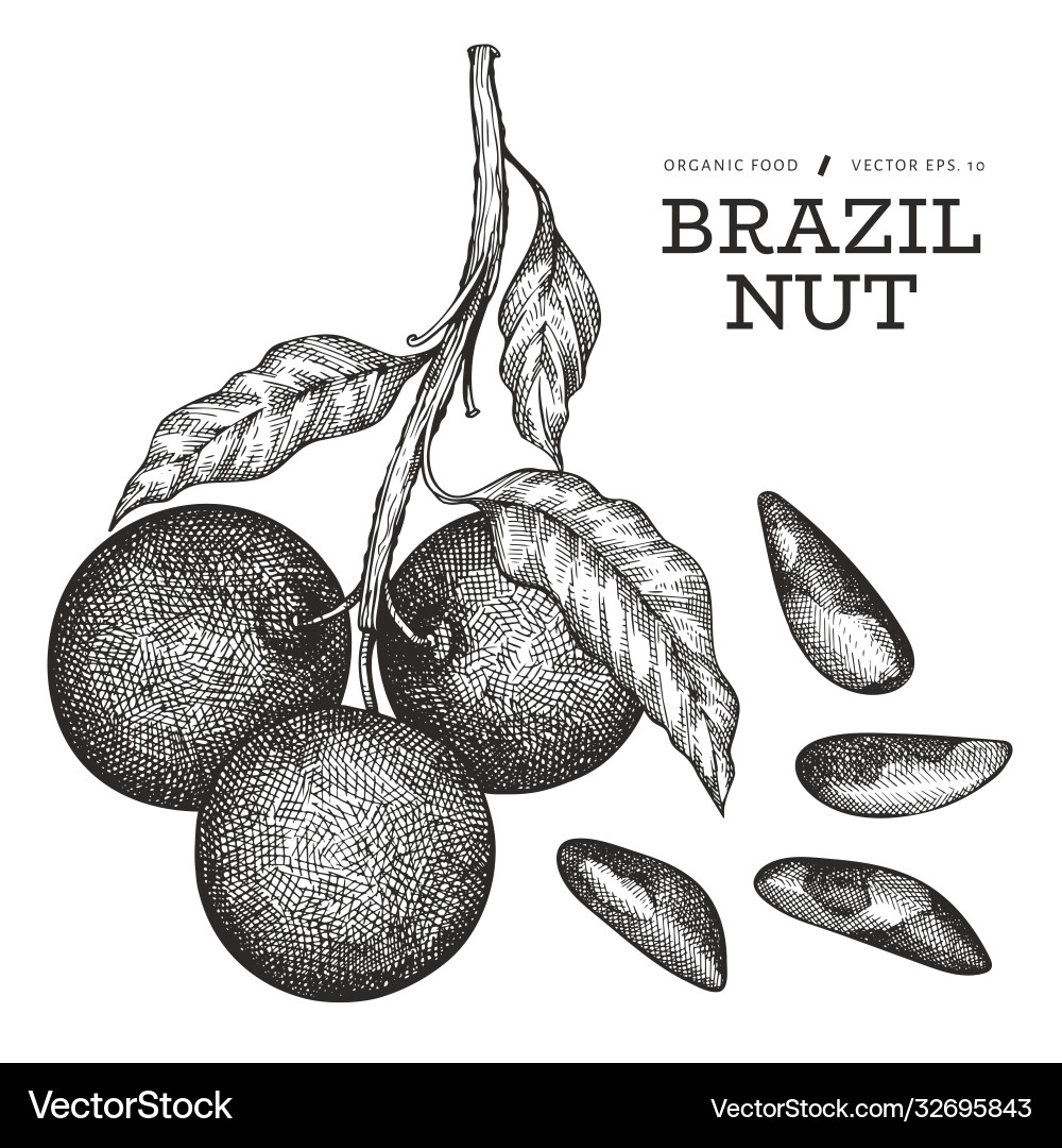 Hand drawn brazilian branch and kernels Royalty Free Vector