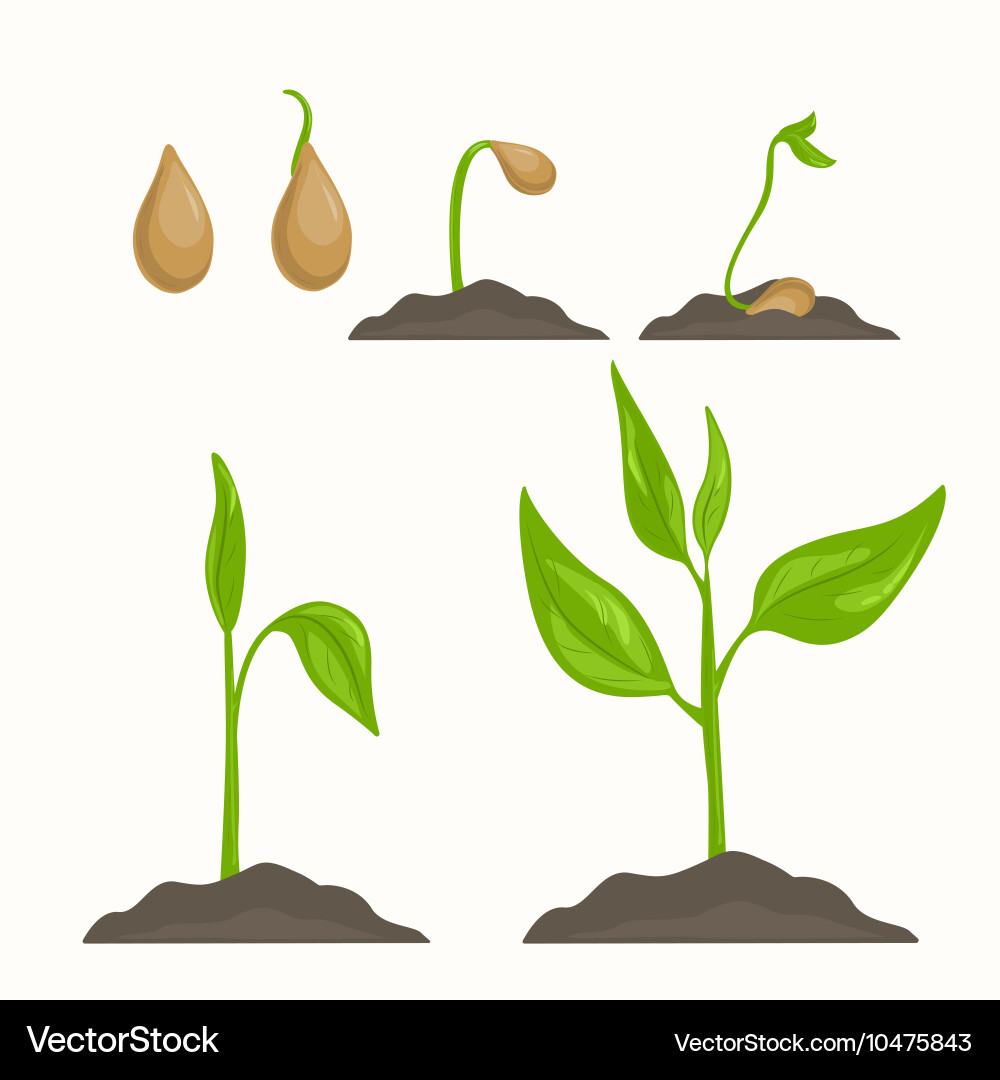 Plant evolution life cycle growth phases Vector Image
