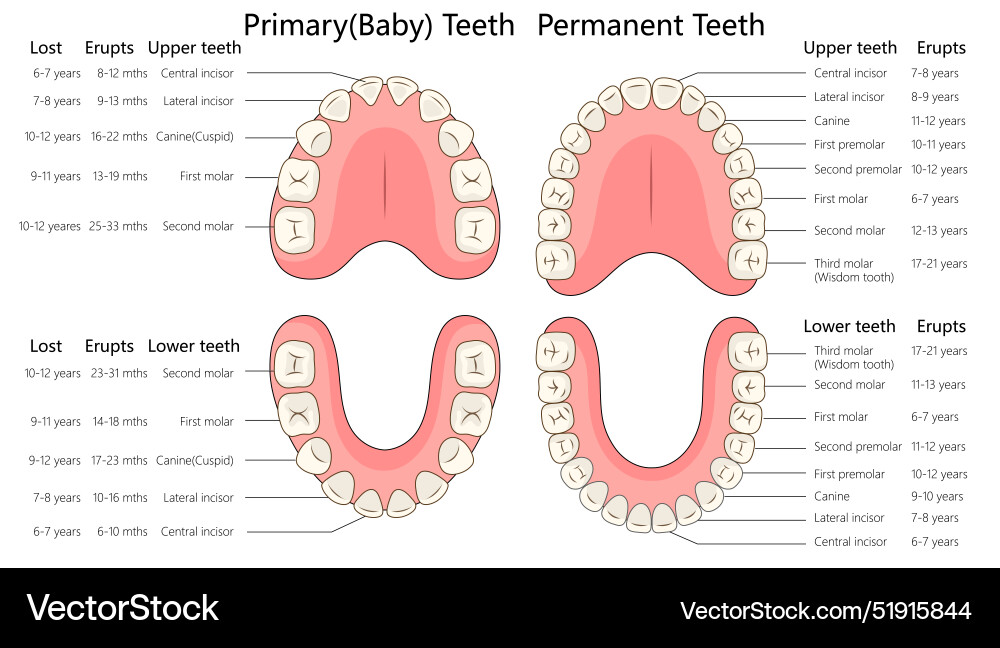 Primary and permanent teeth development diagram Vector Image