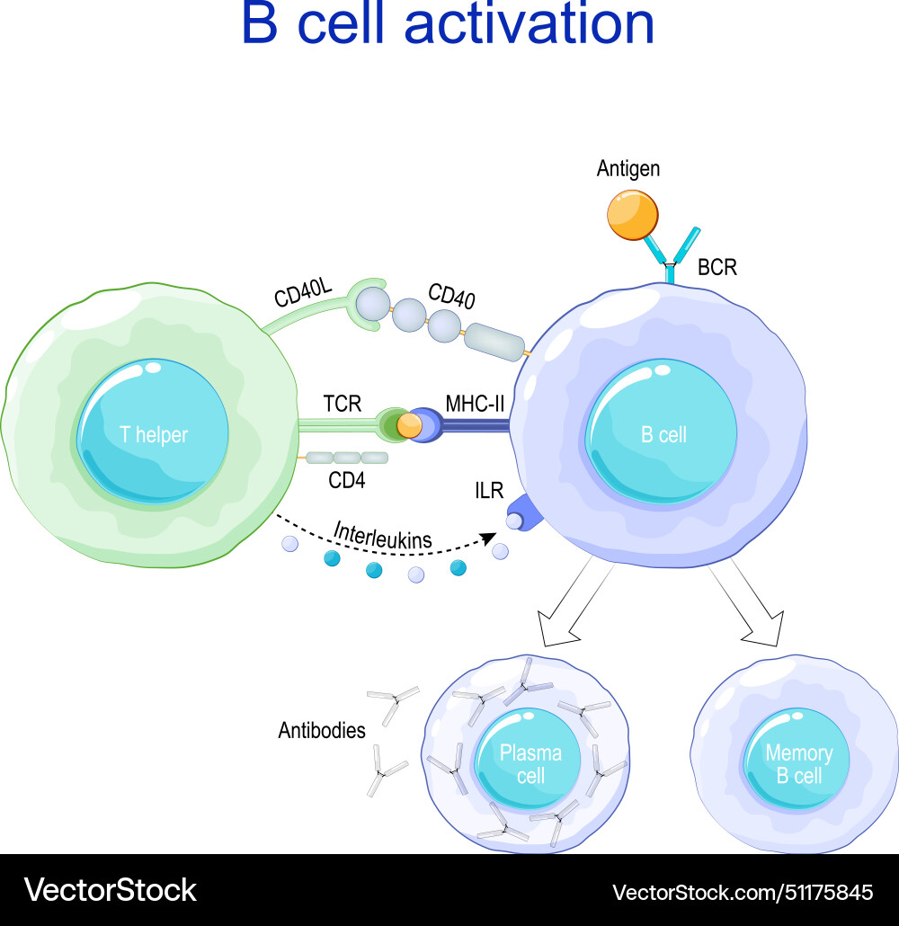 B cell activation antigen presentation Royalty Free Vector