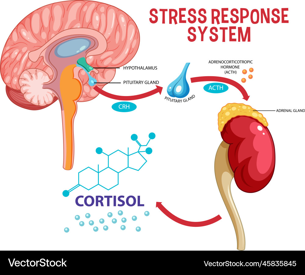 Stress Response System Diagram – Royalty-Free Vector | VectorStock