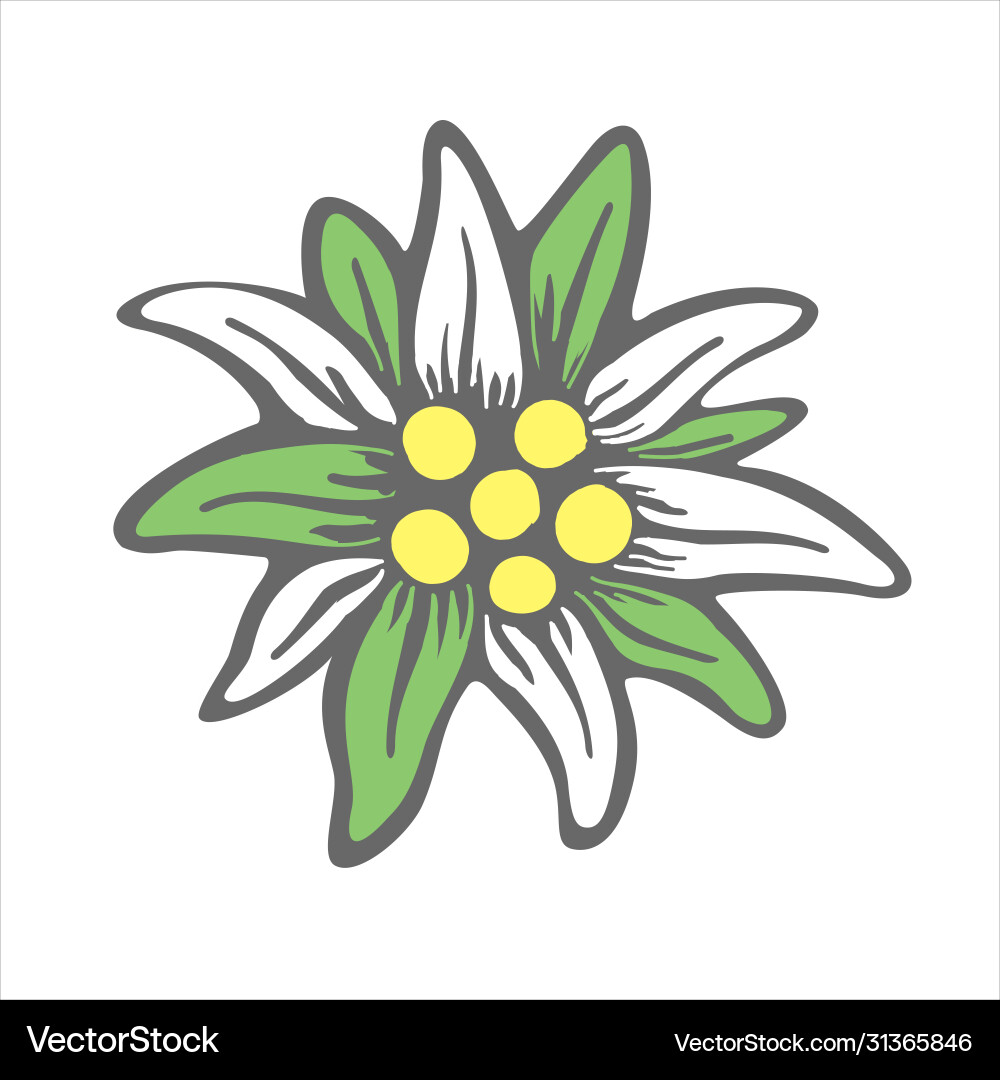 Edelweiss Flower Icon - Alpine Style Royalty Free Vector