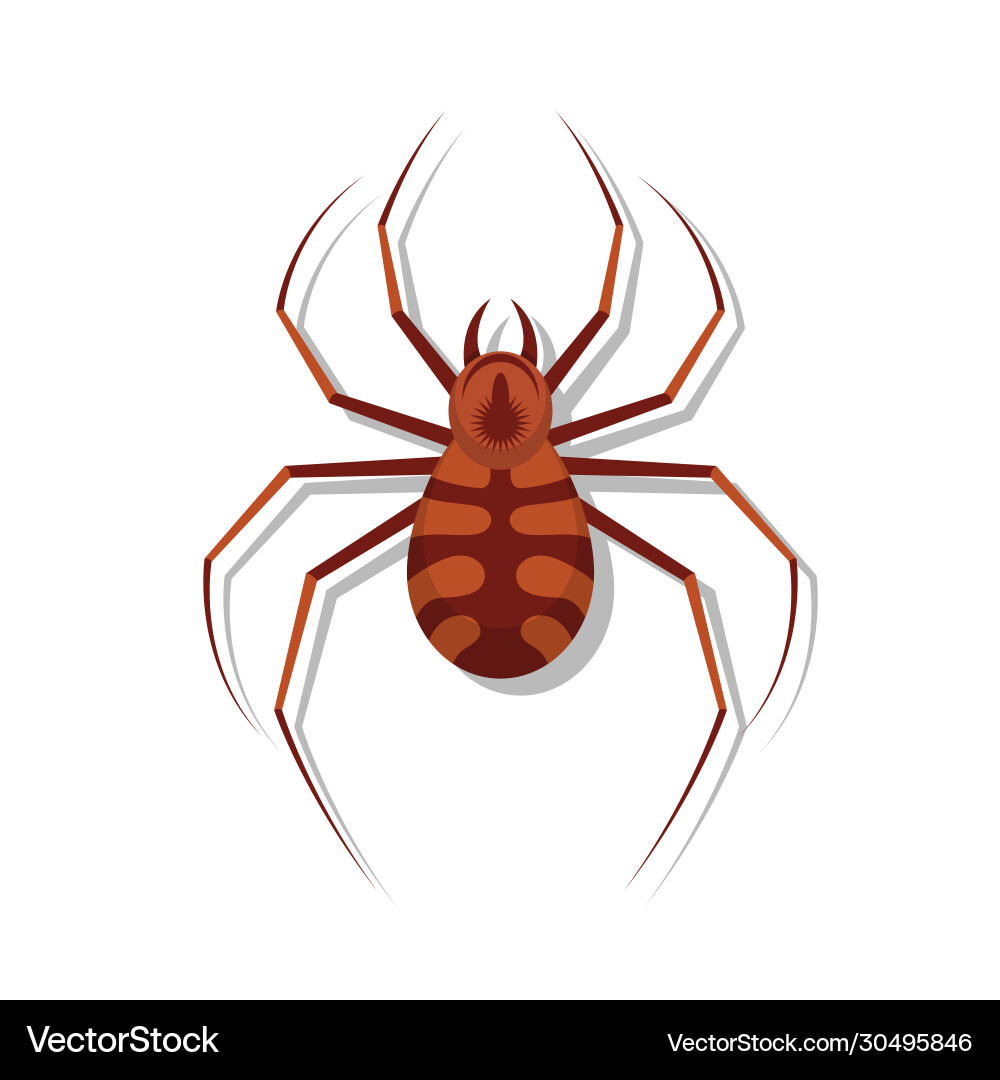 Spider design Royalty Free Vector Image - VectorStock