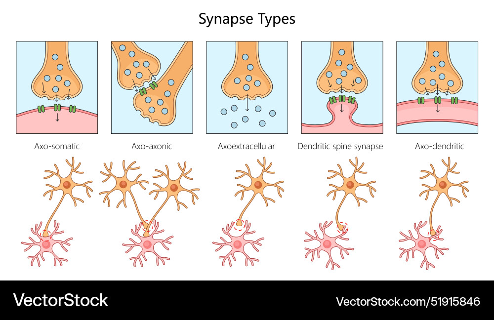 Synapse Types: Neural Connections Diagram – Royalty-Free Vector ...