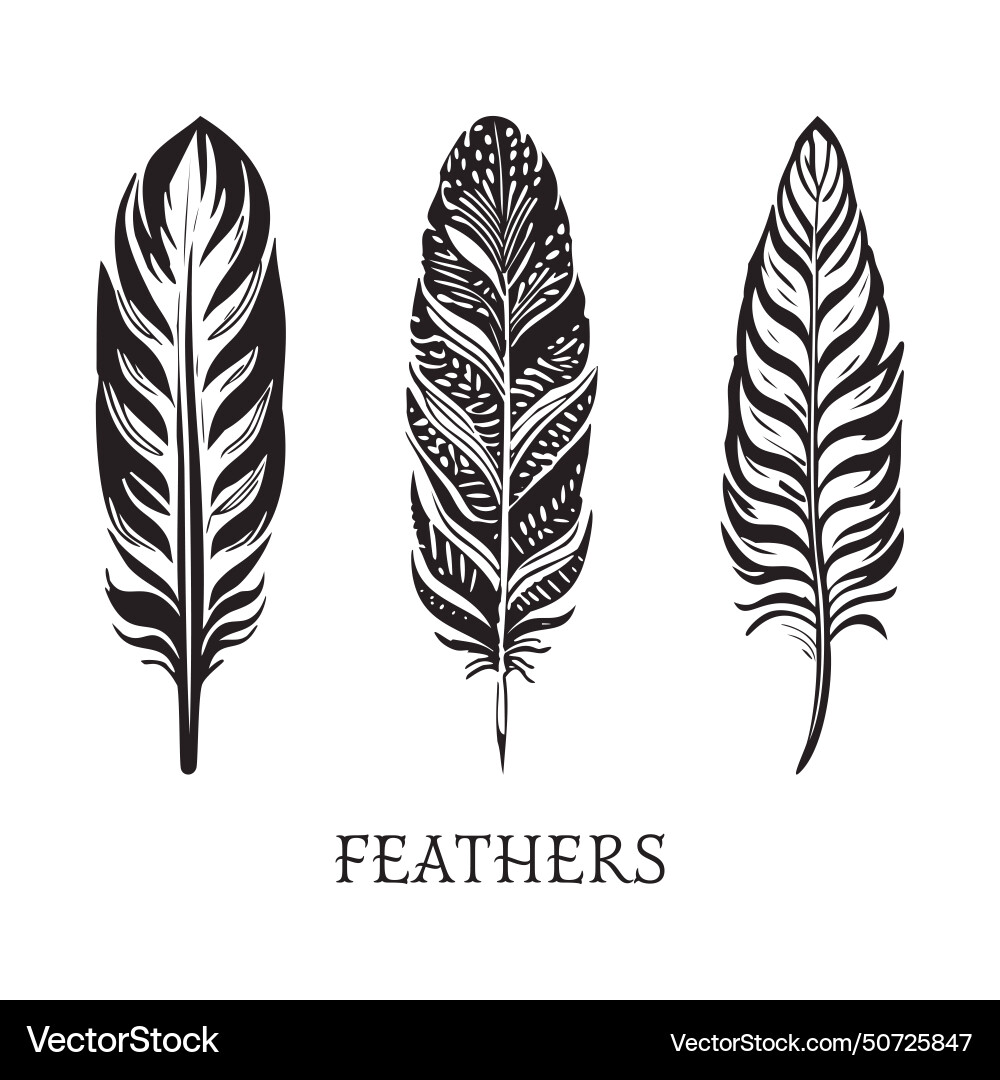 Indian feathers Royalty Free Vector Image - VectorStock