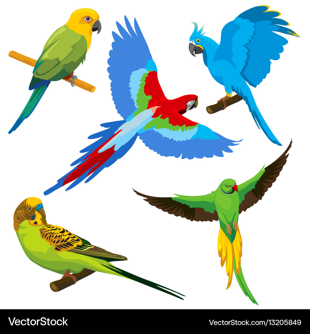 Cartoon parrots tropical birds set Royalty Free Vector Image
