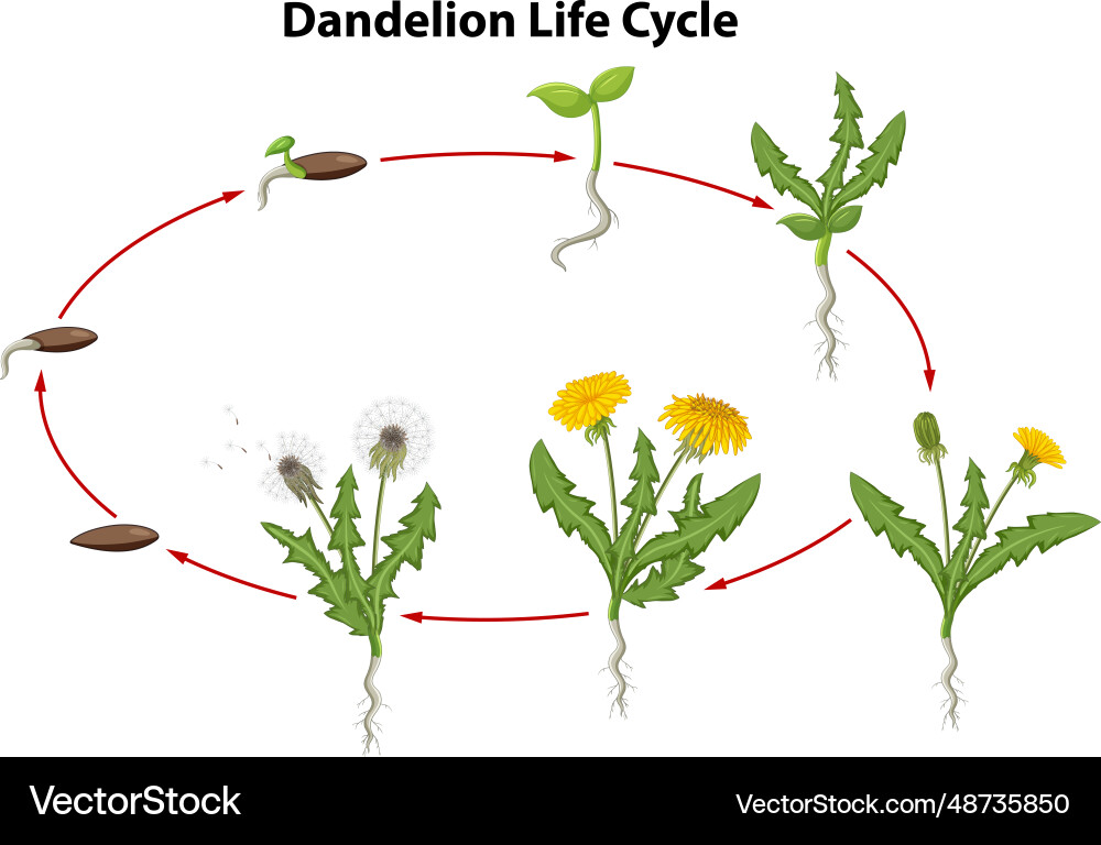 Dandelion flower life cycle Royalty Free Vector Image