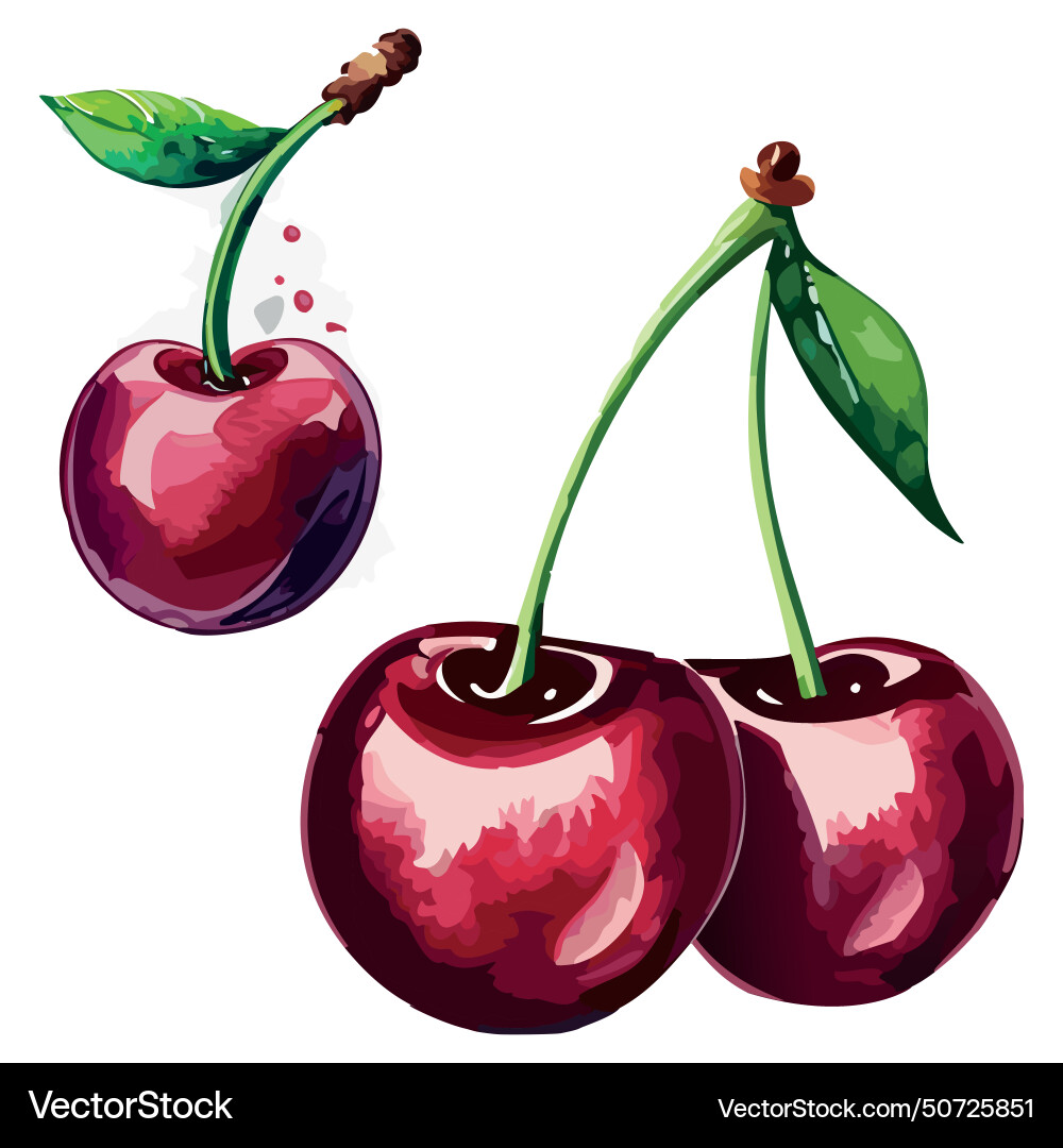 Cherry cherries Royalty Free Vector Image - VectorStock