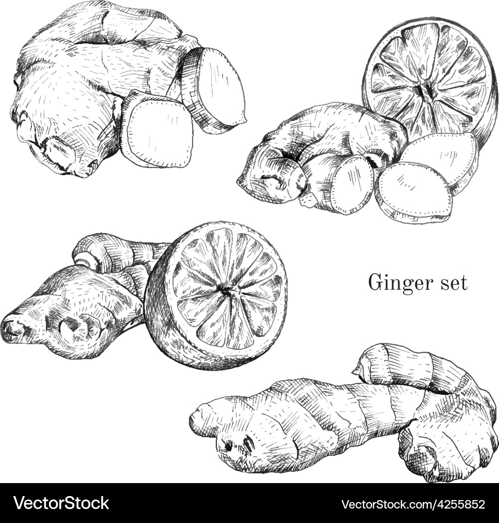 Ginger ink sketches set Royalty Free Vector Image
