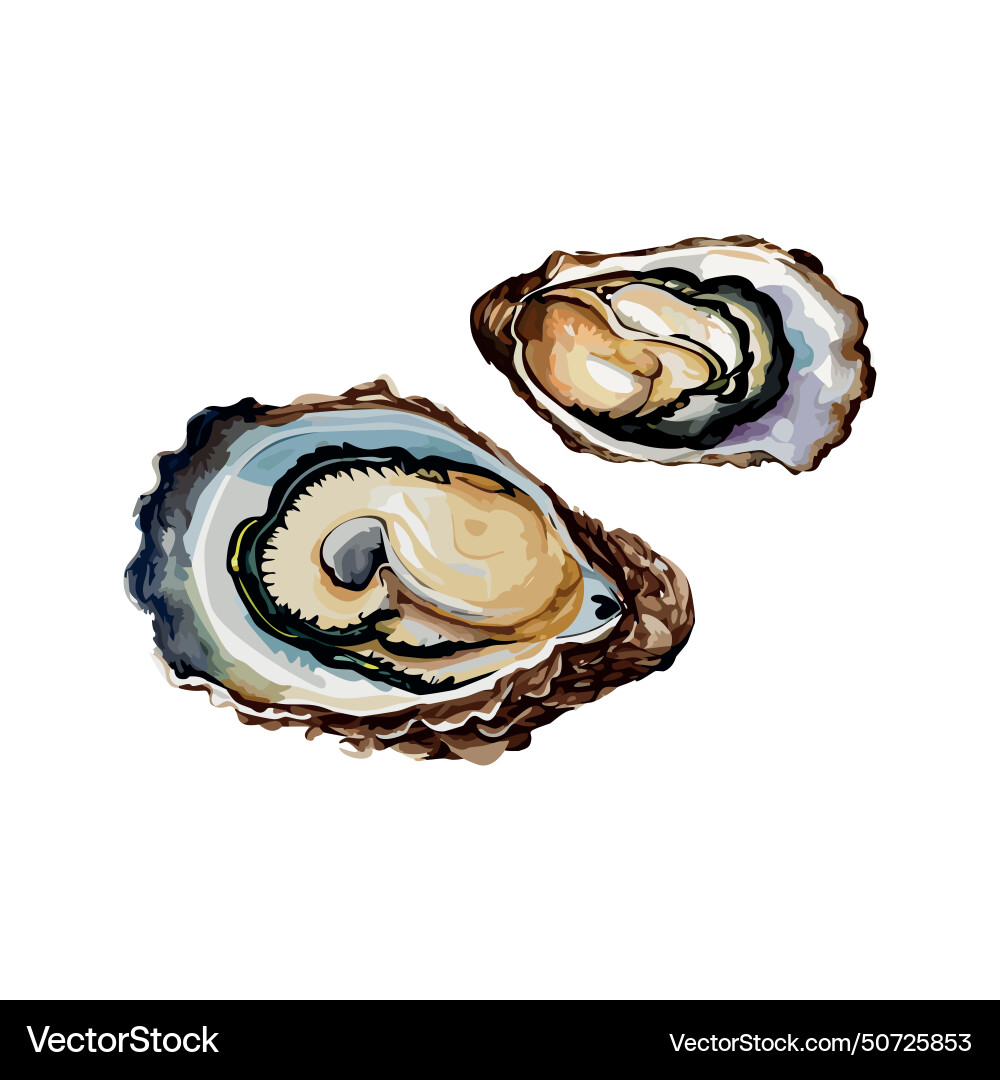 Oysters Royalty Free Vector Image - VectorStock