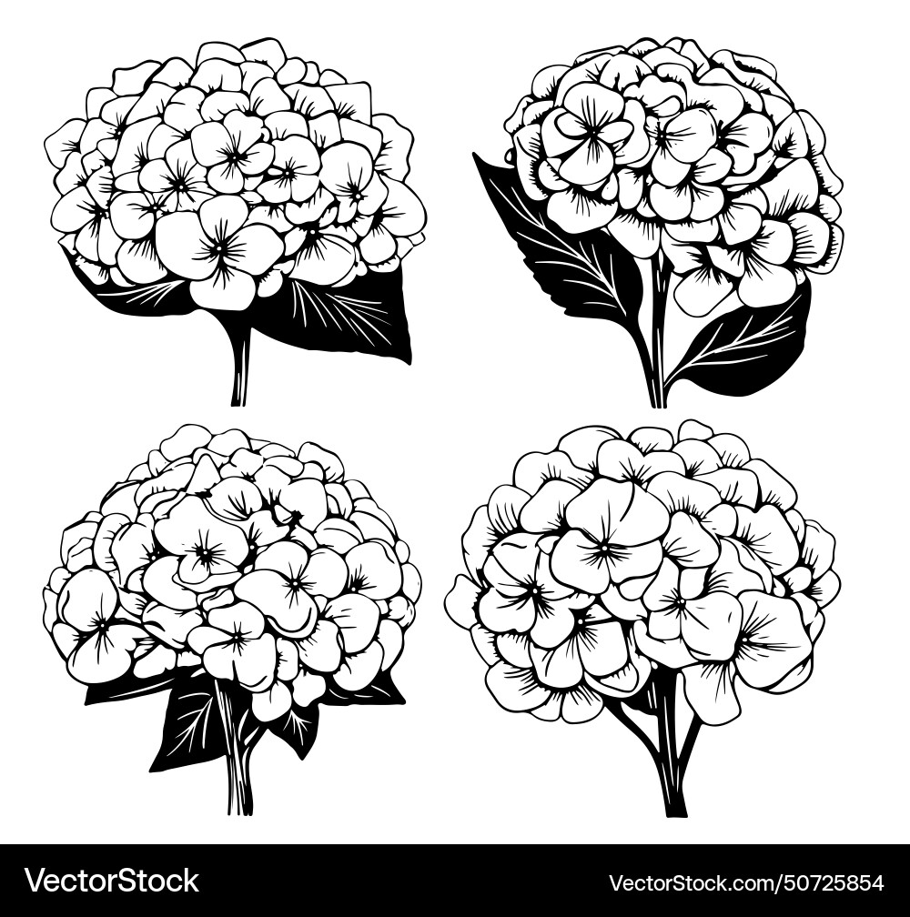 Hydrangea vintage engraved style botanical flower Vector Image
