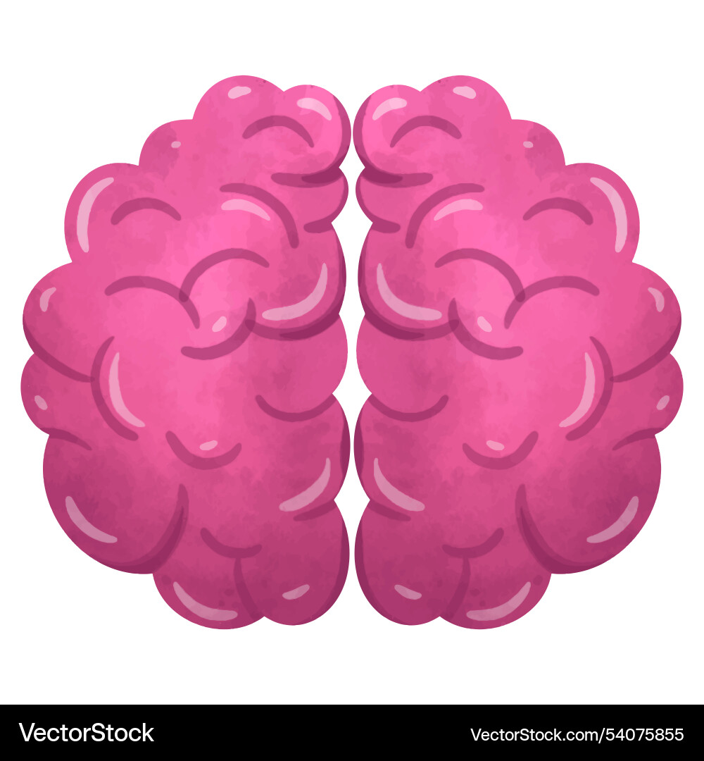 Human brain anatomy top view brain clipart Vector Image