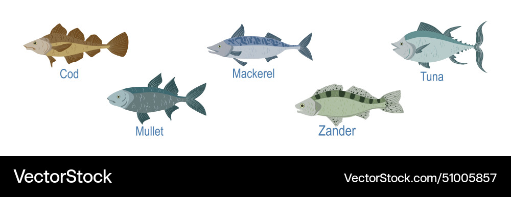 Freshwater fish side view with name inscription Vector Image
