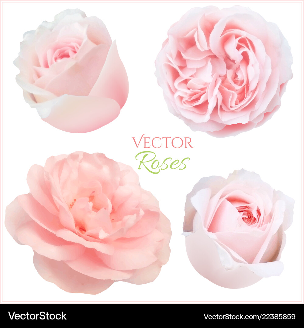 Roses set Royalty Free Vector Image - VectorStock