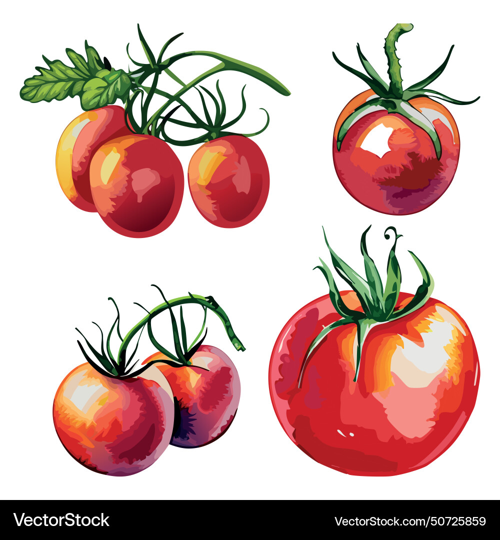 Tomatoes collection Royalty Free Vector Image - VectorStock