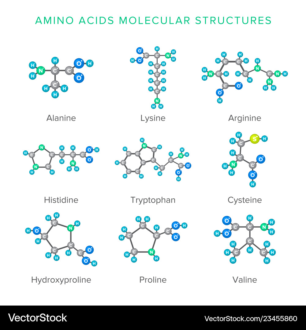 Molecular structures of amino acids isolated Vector Image