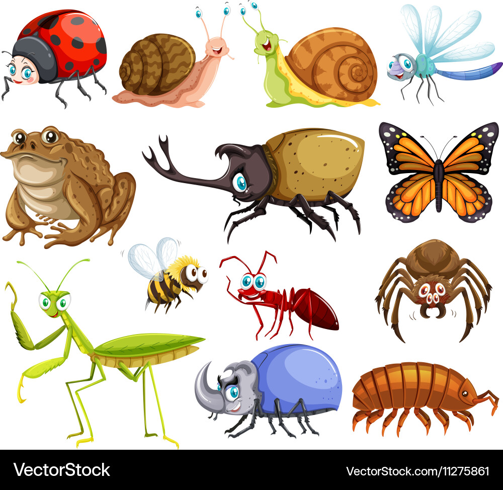 Different kinds of bugs Royalty Free Vector Image