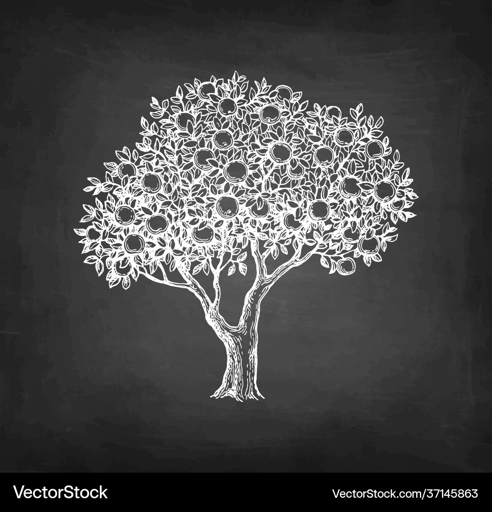 Chalk sketch apple tree Royalty Free Vector Image