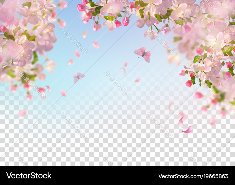 Spring cherry blossom Royalty Free Vector Image