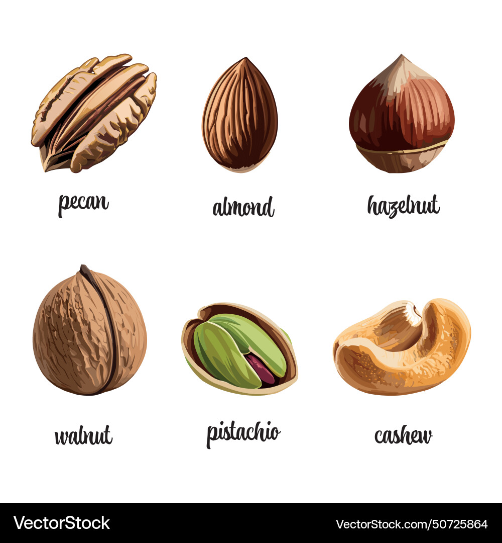 Collection of nuts Royalty Free Vector Image - VectorStock