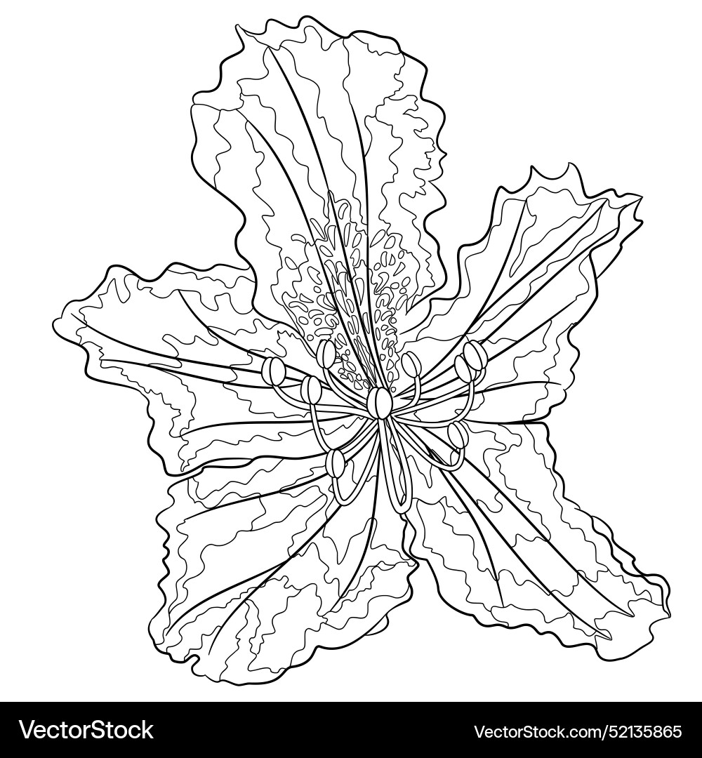 Flower rhododendron mountain shrub outline Vector Image