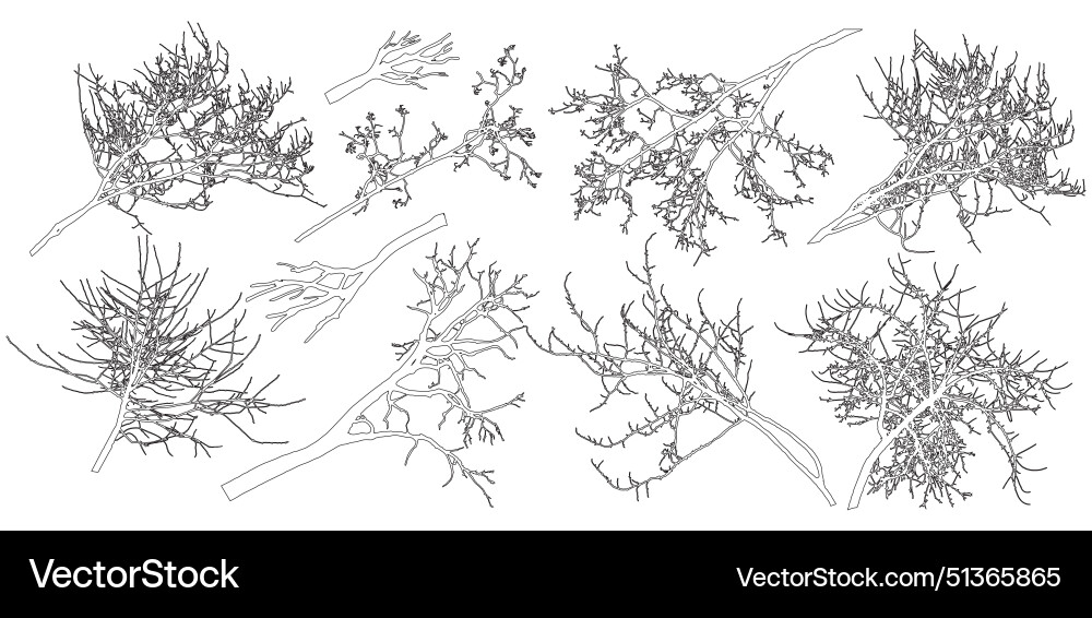 Set of bare branches trees contour Royalty Free Vector Image
