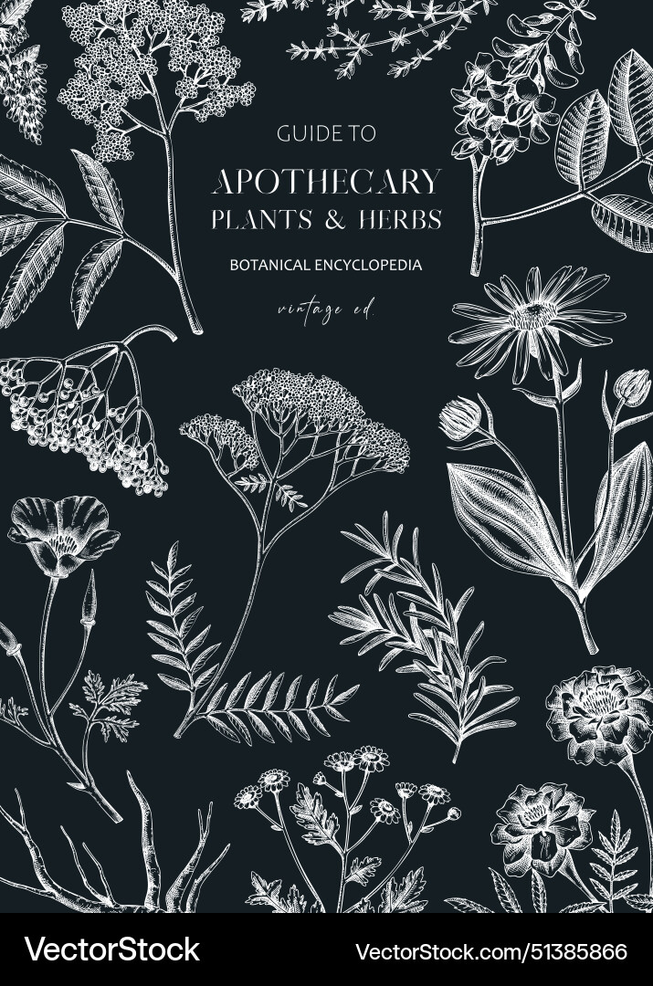 Apothecary label design template witchcraft Vector Image