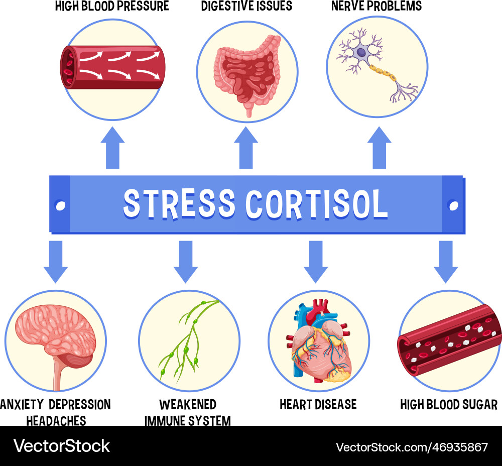 Stress cortisol system scheme Royalty Free Vector Image