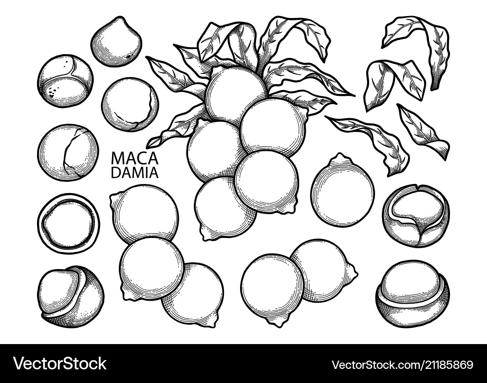 Graphic macadamia nuts Royalty Free Vector Image