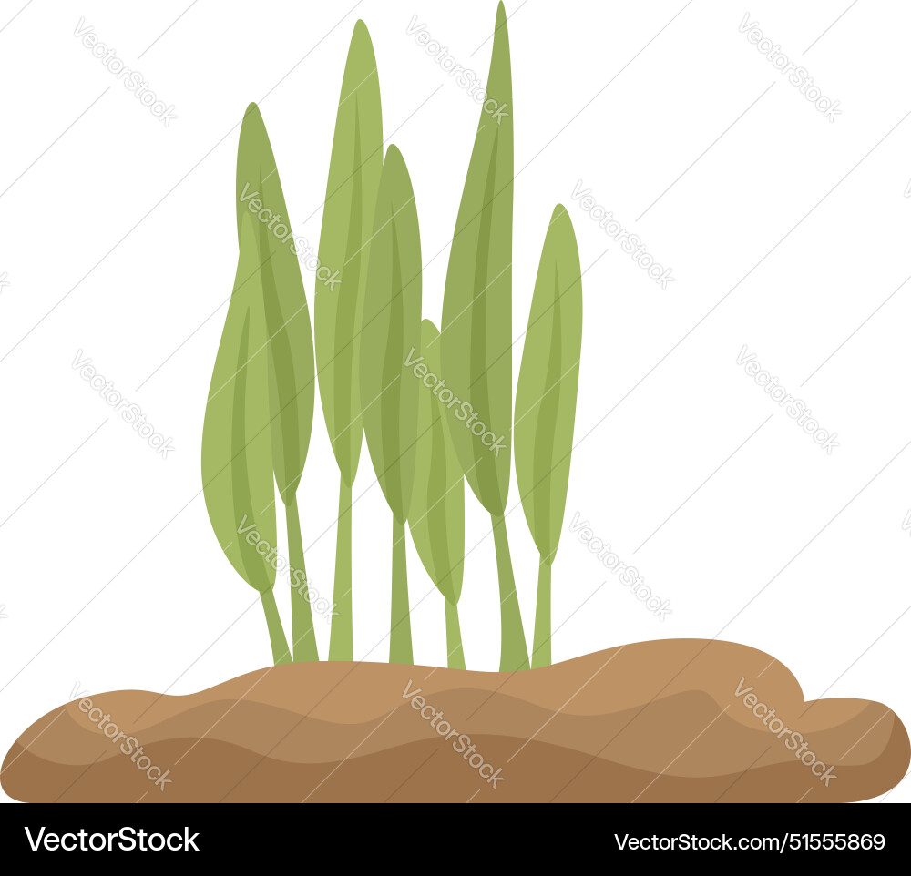Green grass growing from the ground on white Vector Image