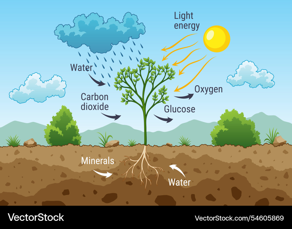 Photosynthesis process tree produce oxygen using Vector Image
