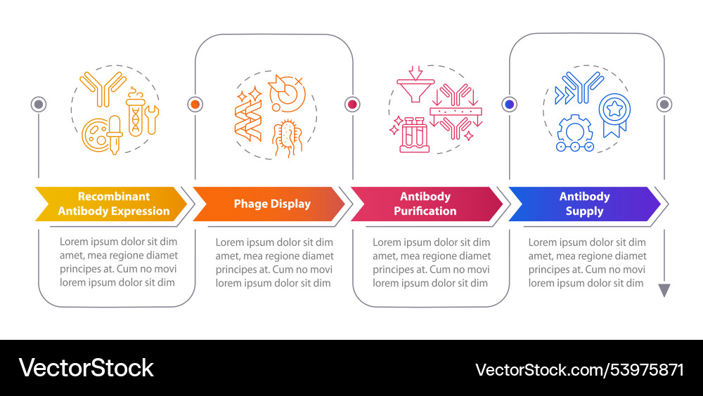 Antibody production process rectangular Royalty Free Vector