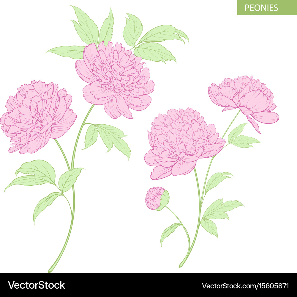 Set of peony flowers elements Royalty Free Vector Image