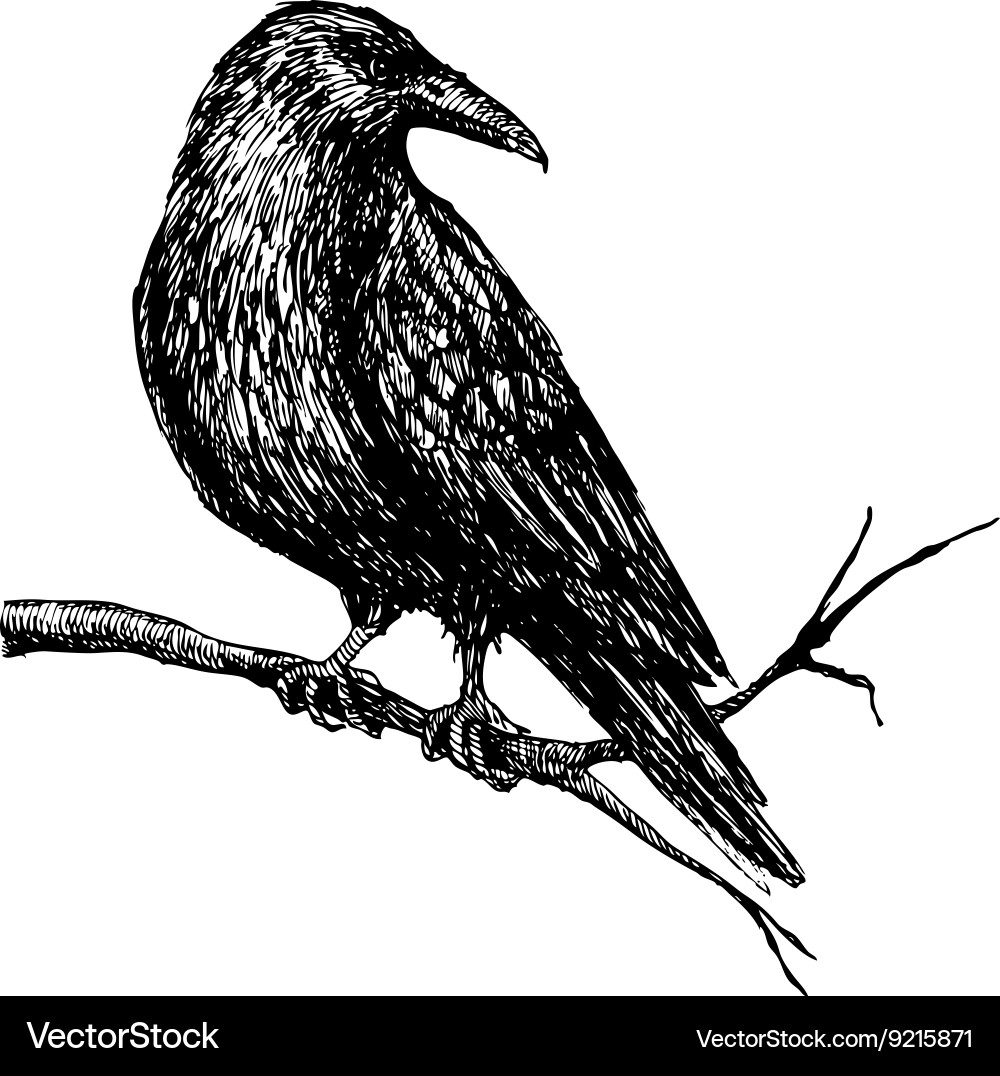 Vintage raven hand drawn Royalty Free Vector Image