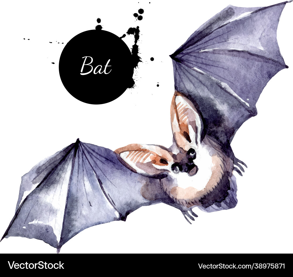 Watercolor bat vampire vactor painted isolated Vector Image