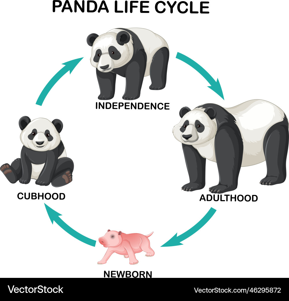 Panda life cycle infographic Royalty Free Vector Image