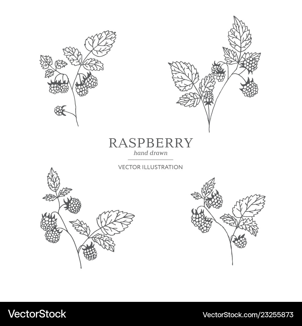 Hand drawn raspberry branches Royalty Free Vector Image