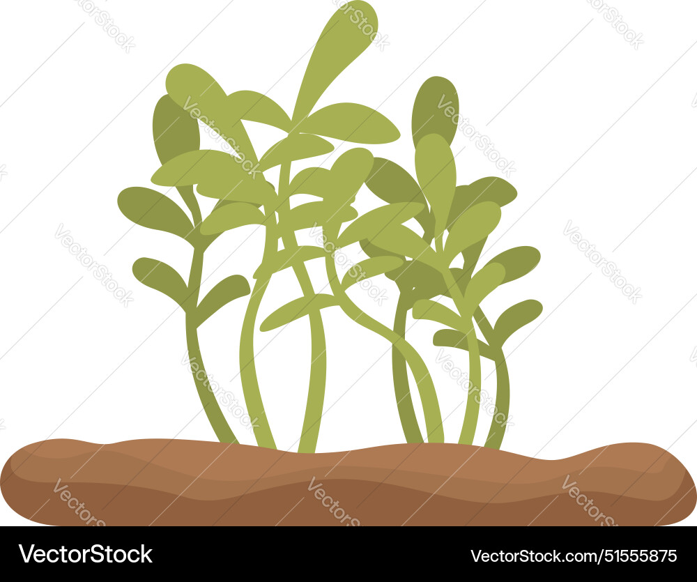 Microgreens growing from soil representing Vector Image