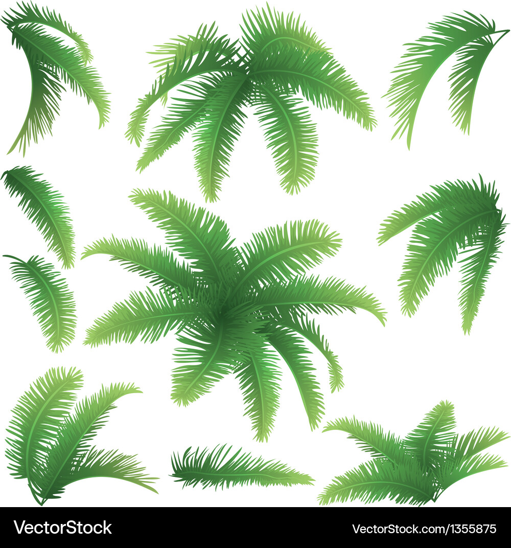 Palm Tree Branches Royalty Free Vector Image - VectorStock