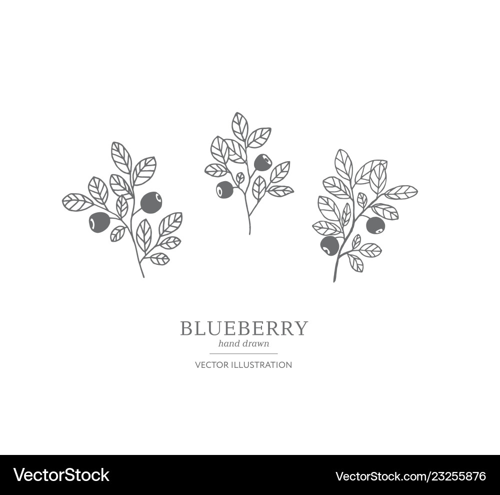 Hand drawn blueberry set Royalty Free Vector Image