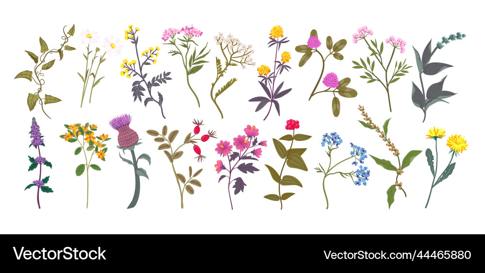 Botanical Flower Collection Royalty Free Vector Image