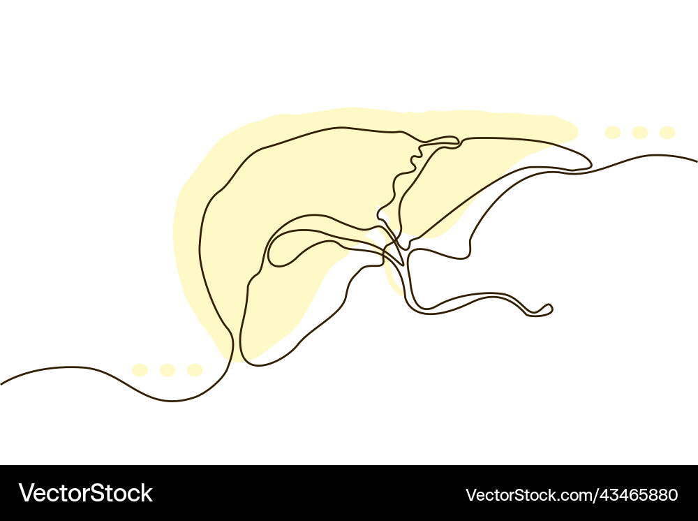 Liver hand drawn icon continuous line drawing Vector Image