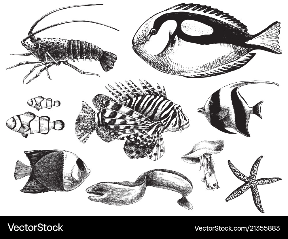 Coral fish collection Royalty Free Vector Image