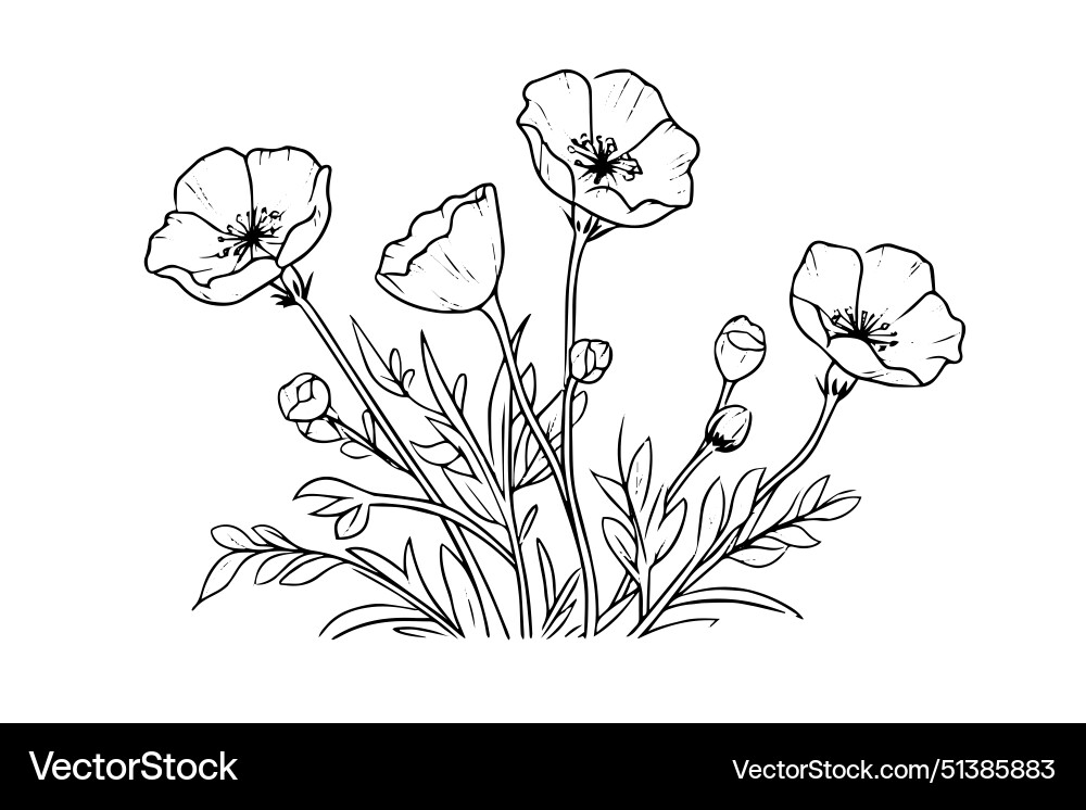 Hand drawn ink sketch of meadow wild flower Vector Image